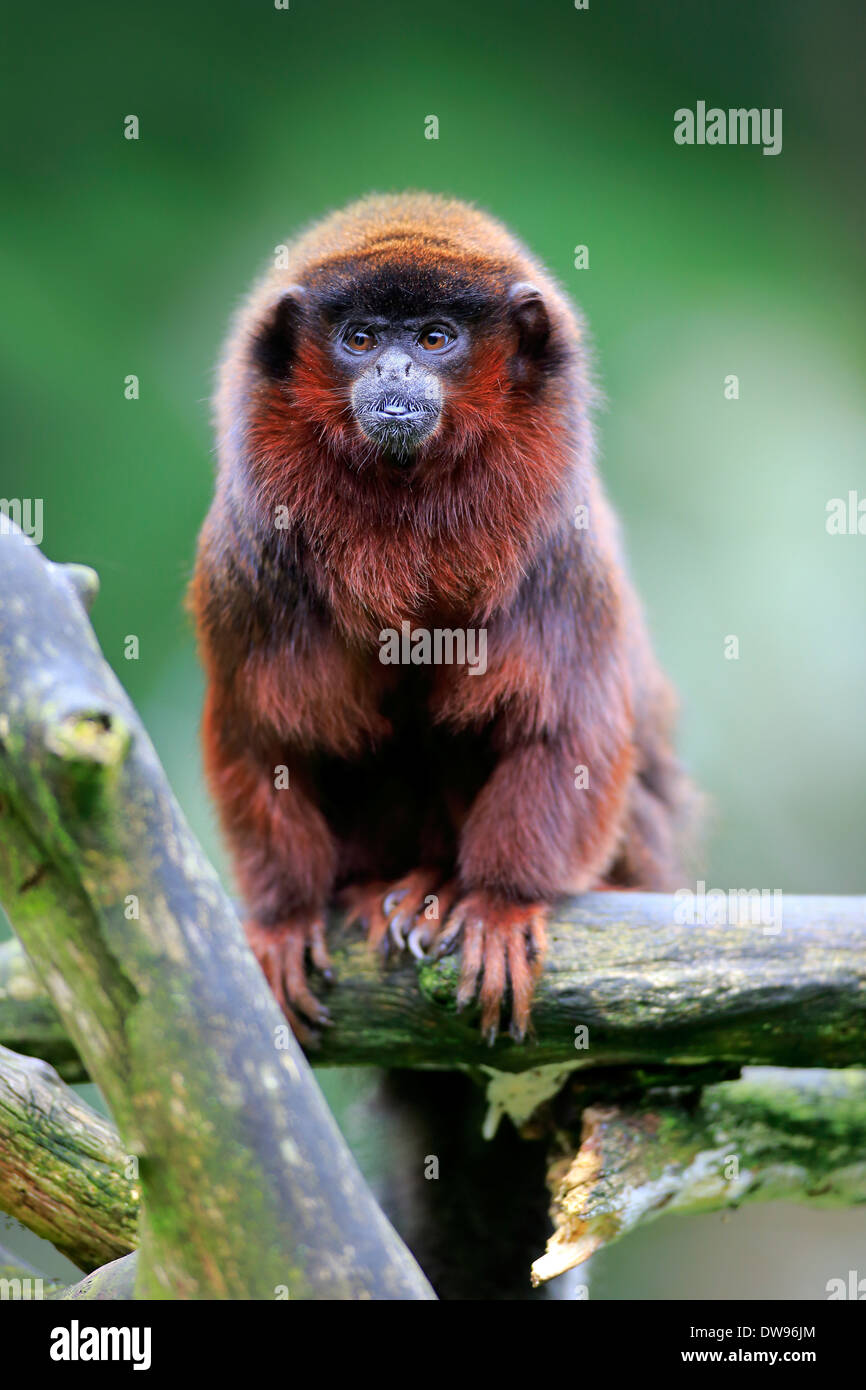 Red-bellied Titi (Callicebus moloch), adult on tree, Apeldoorn ...