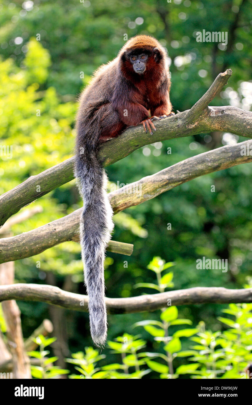 Red-bellied Titi (Callicebus moloch), adult on tree, Apeldoorn ...