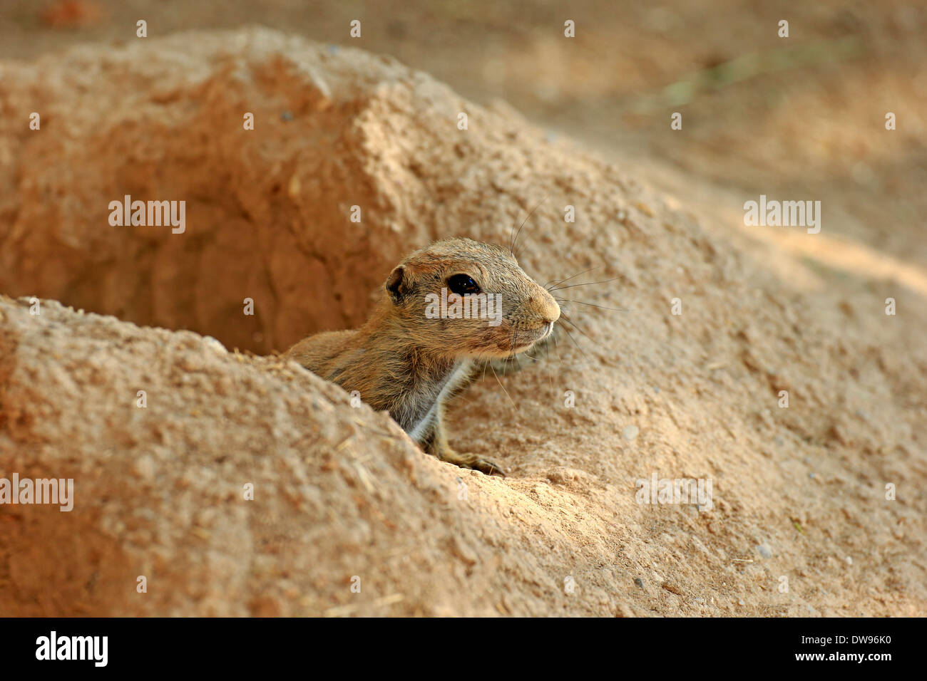 Attentive careful animals animal hi-res stock photography and images ...