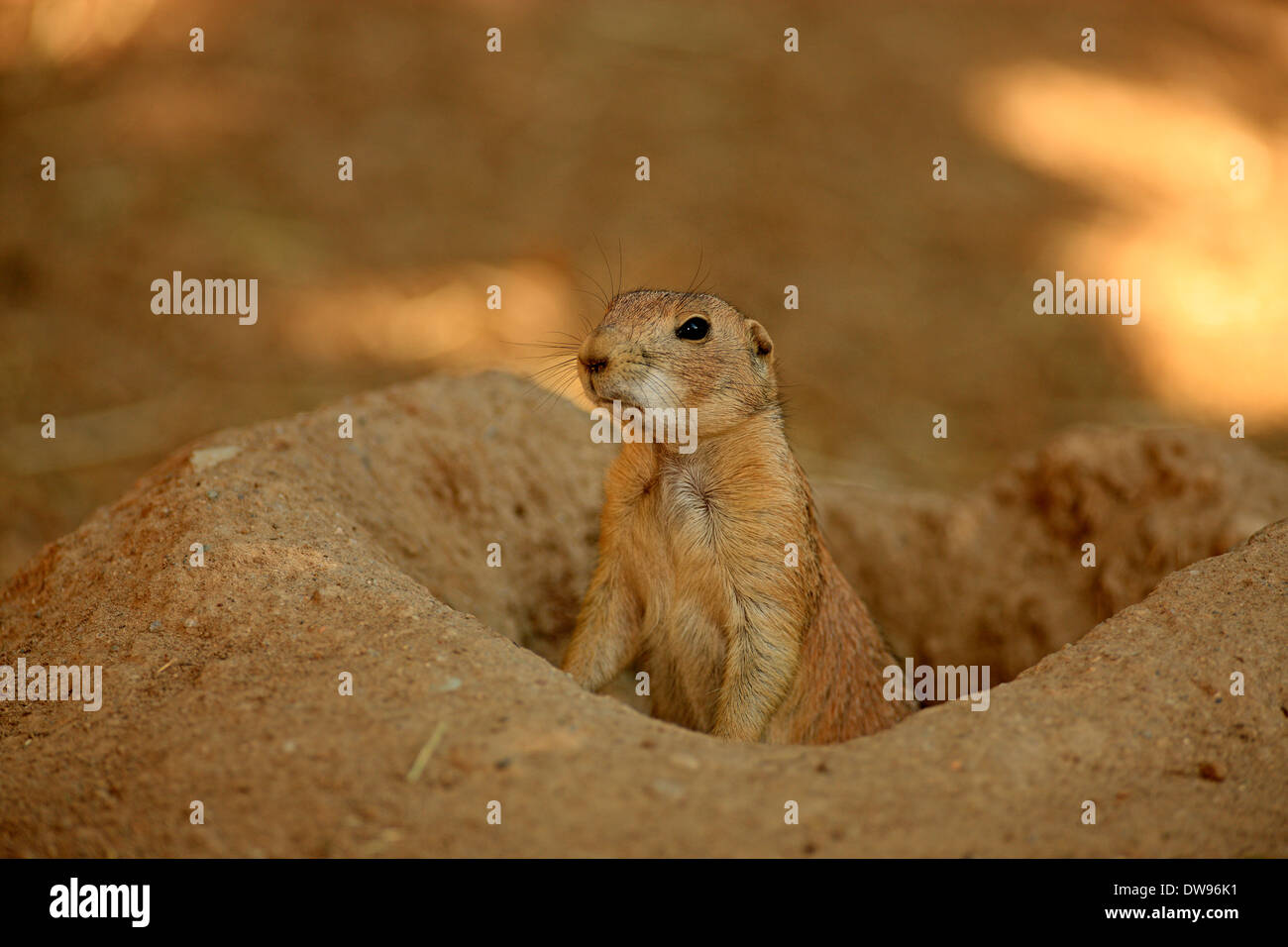 Attentive careful animals animal hi-res stock photography and images ...