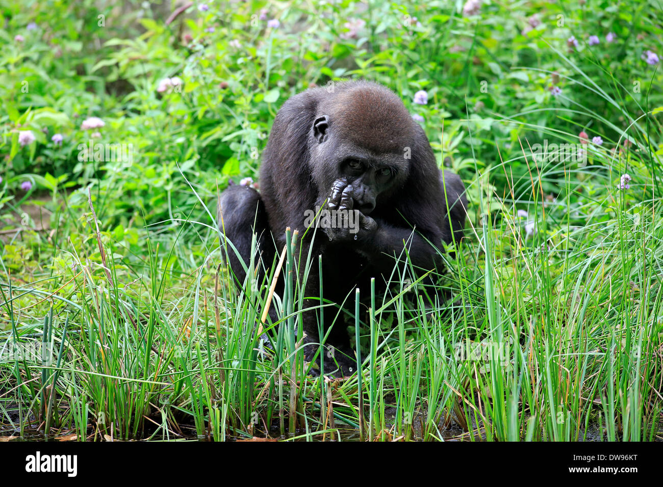 Gorilla drinking gorilla gorilla hi-res stock photography and images ...