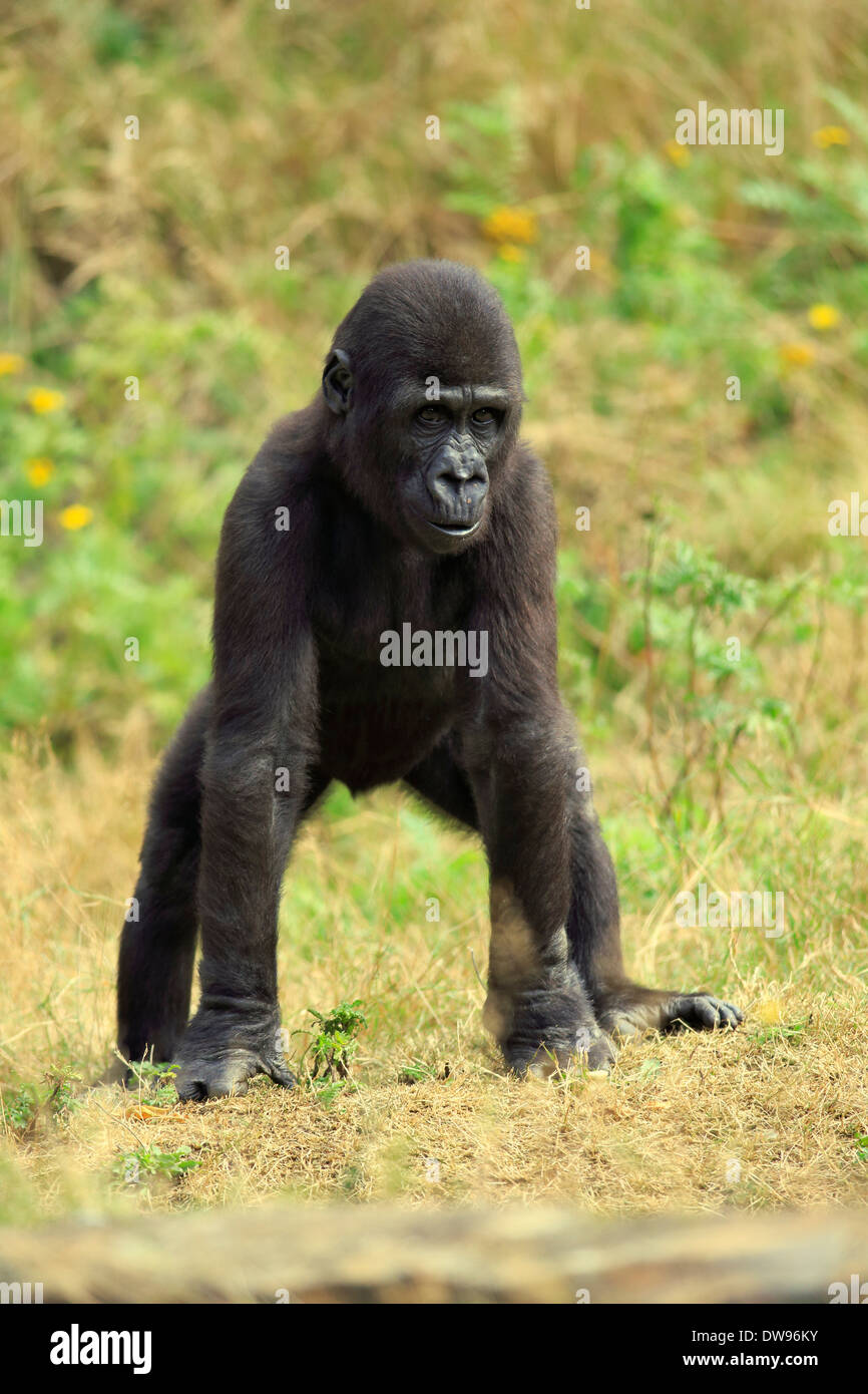 Western Lowland Gorilla (Gorilla gorilla gorilla), young, display ...