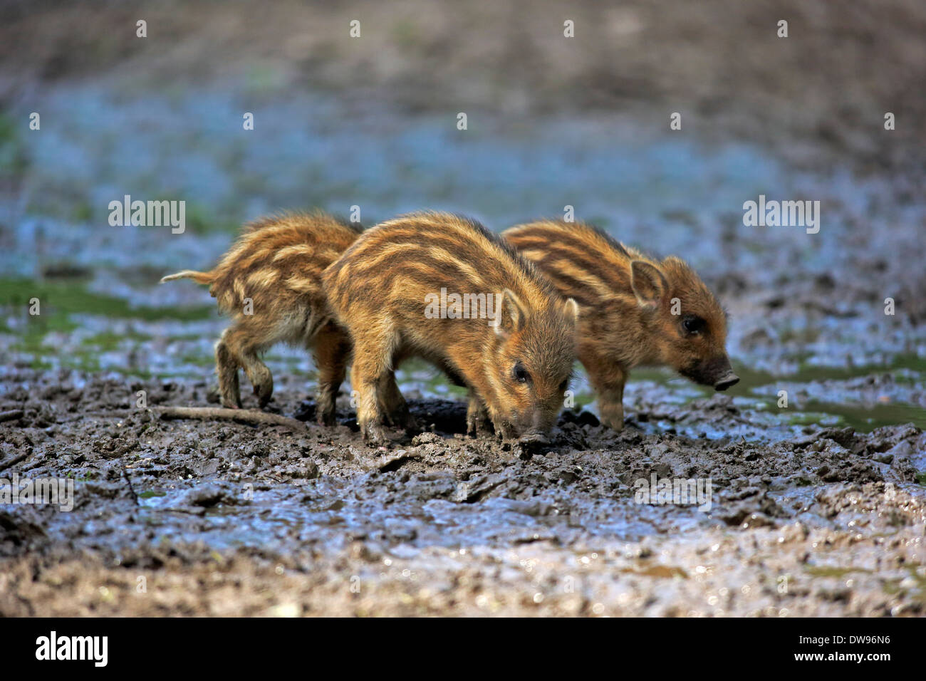 Wild Boar (Sus scrofa) piglets, Baden-Württemberg, Germany Stock Photo ...