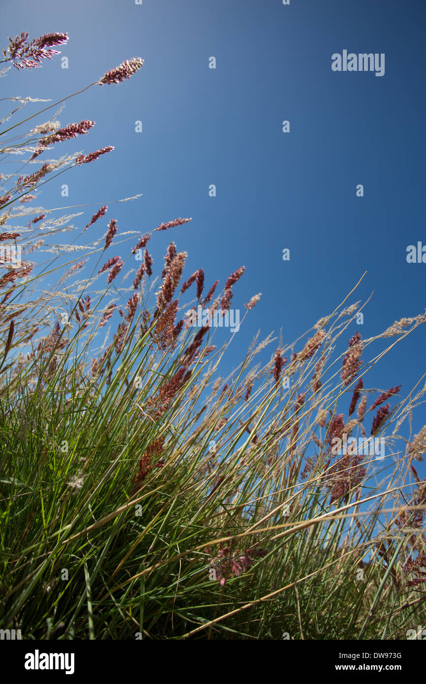 Thatch grass hi-res stock photography and images - Alamy