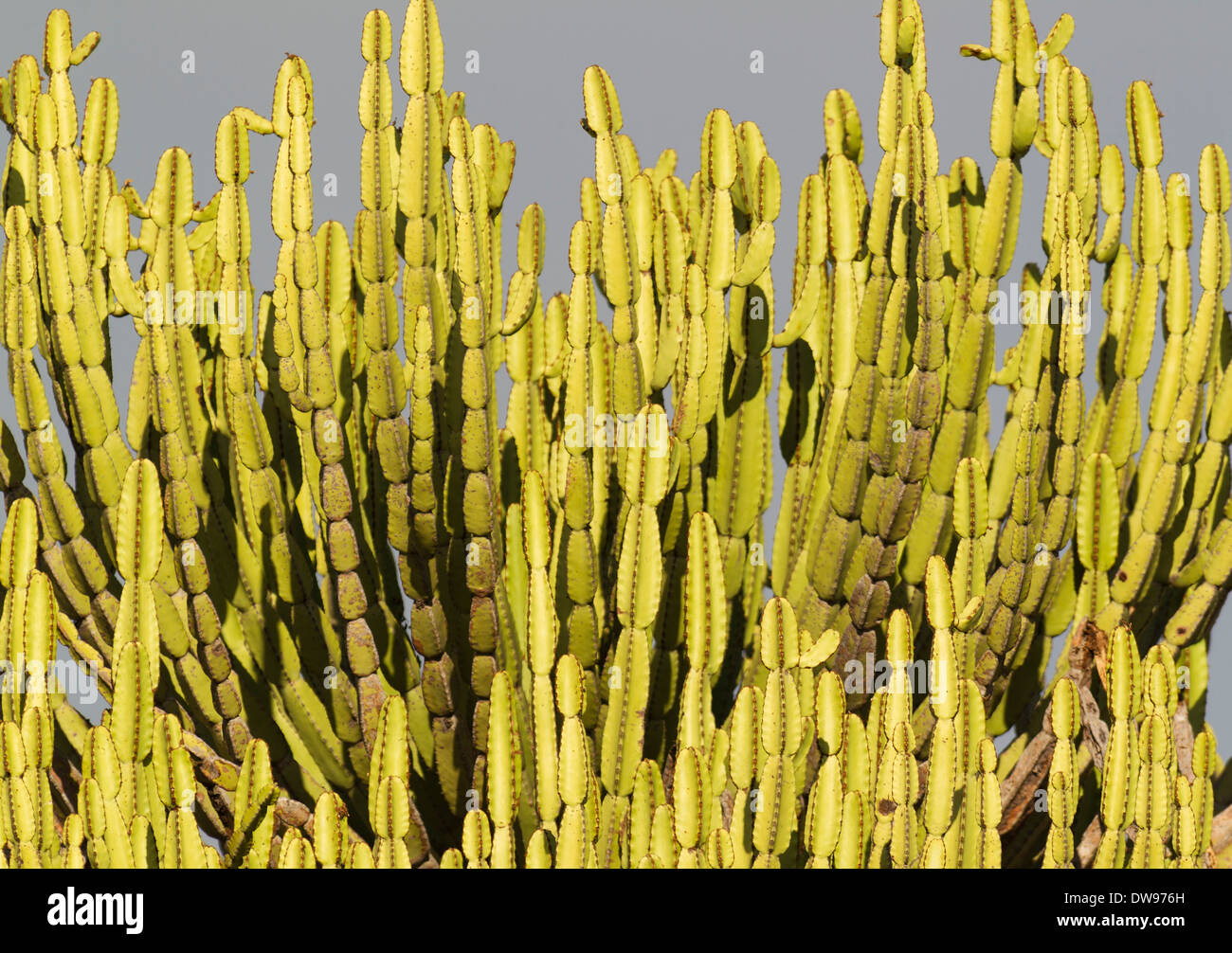 Confinalis hi-res stock photography and images - Alamy