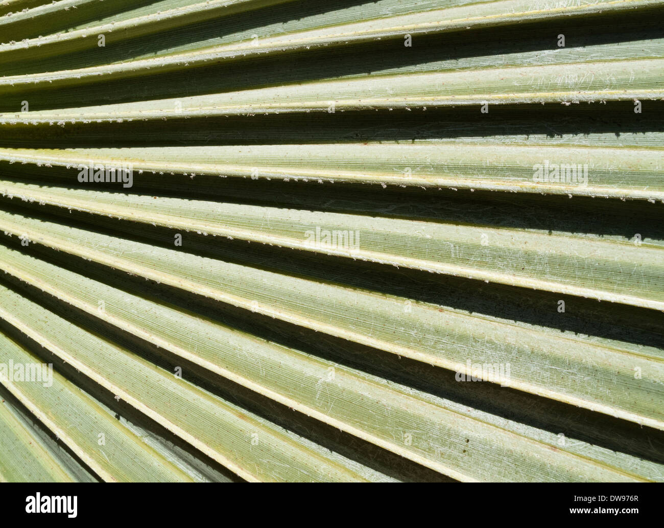 Ilala hi-res stock photography and images - Alamy