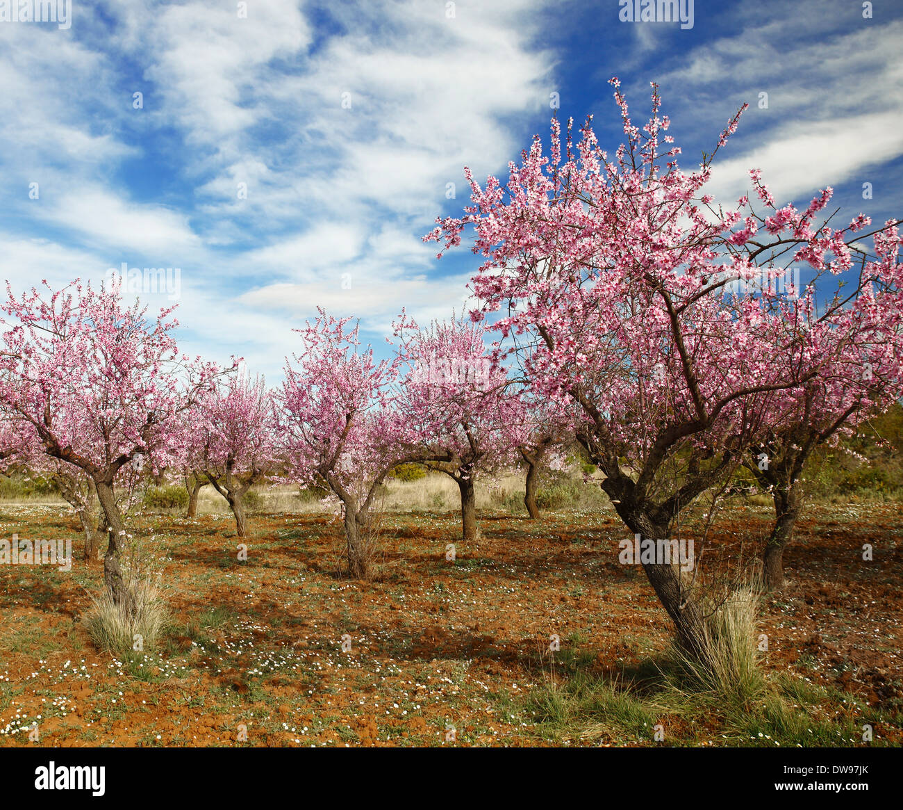 Spain cherry blossom hi-res stock photography and images - Alamy