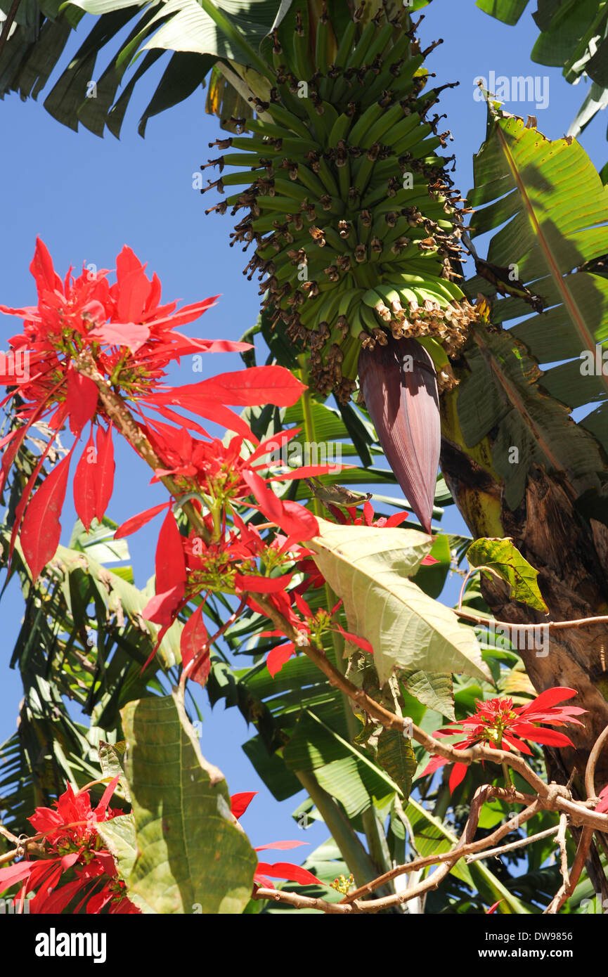 Red Banana Tree Stock Photos & Red Banana Tree Stock Images - Alamy
