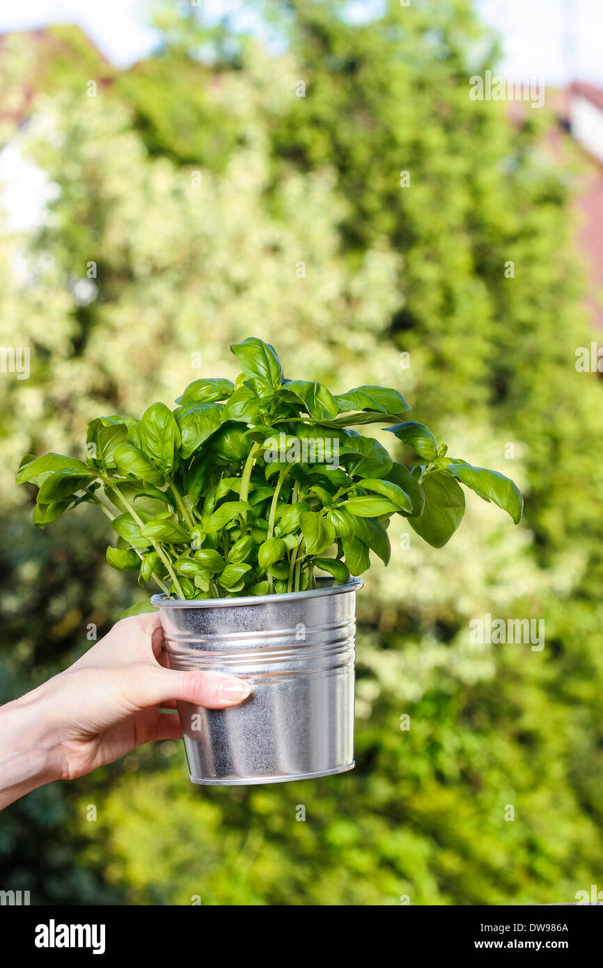 Female hand holding fresh basil in metal bucket Stock Photo - Alamy