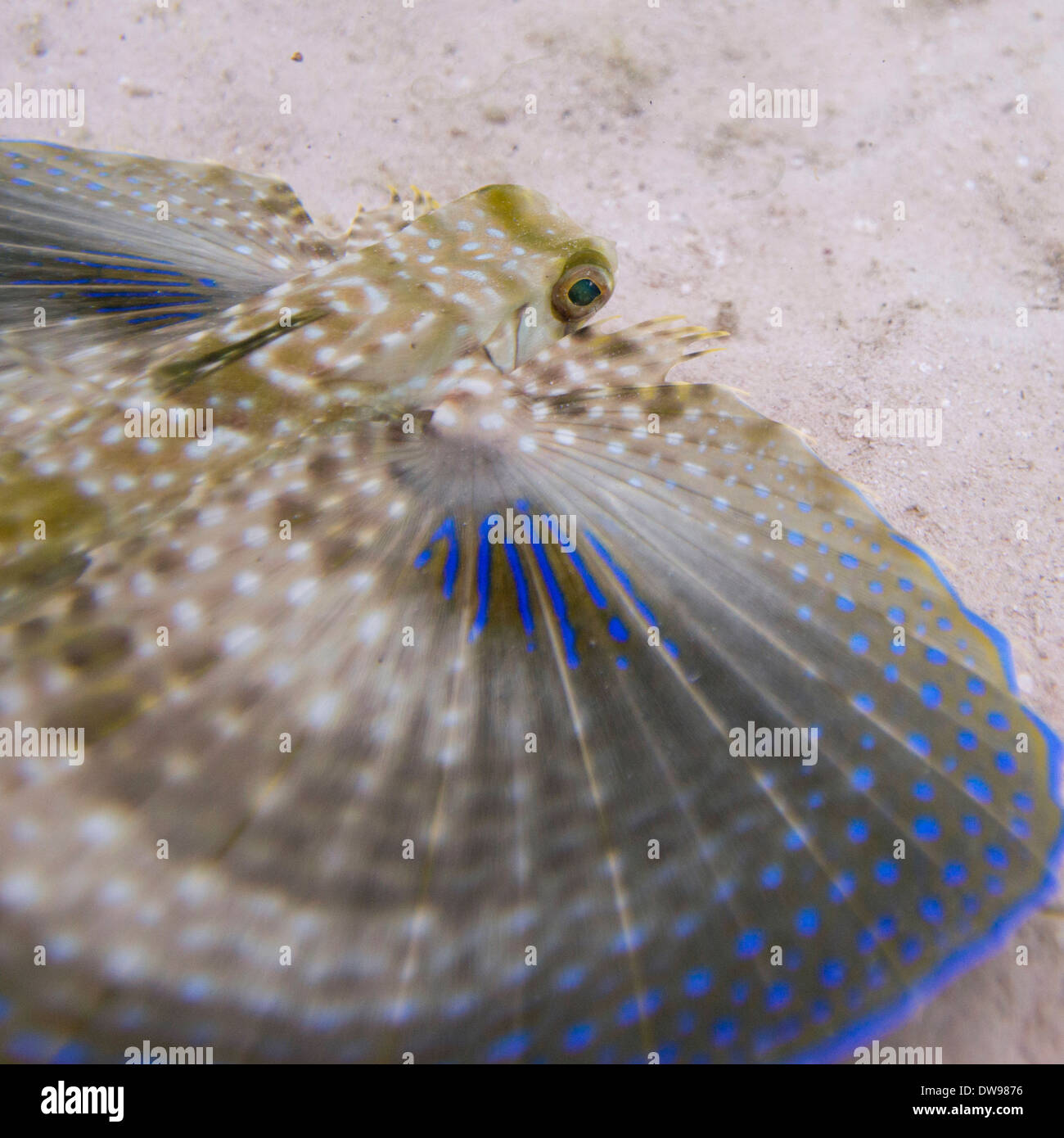 Closeup of a Flying Gurnard (Dactylopterus volitans) underwater Utila ...