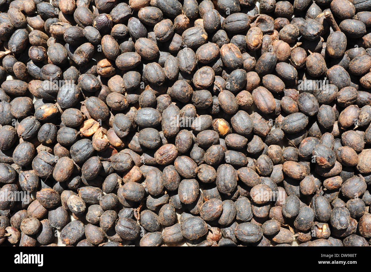 El salvador coffee hi-res stock photography and images - Alamy