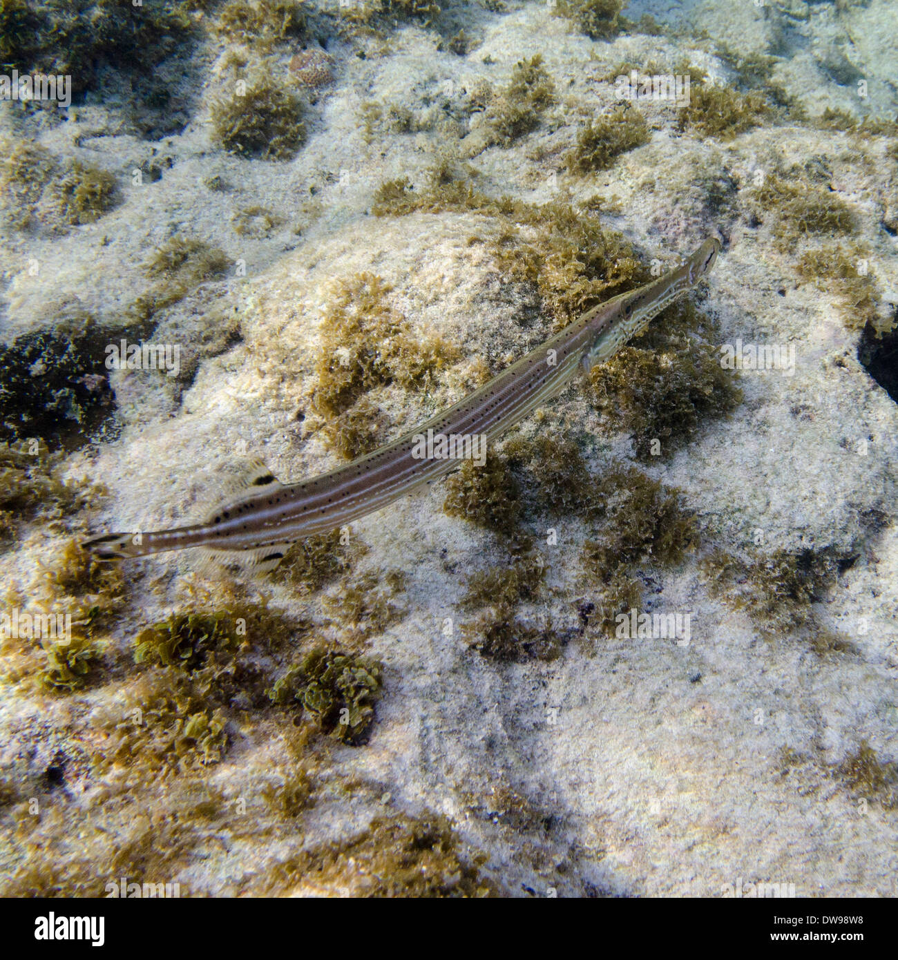 Underwater view of a Trumpet fish (Aulostomus maculatus) Utila Bay ...