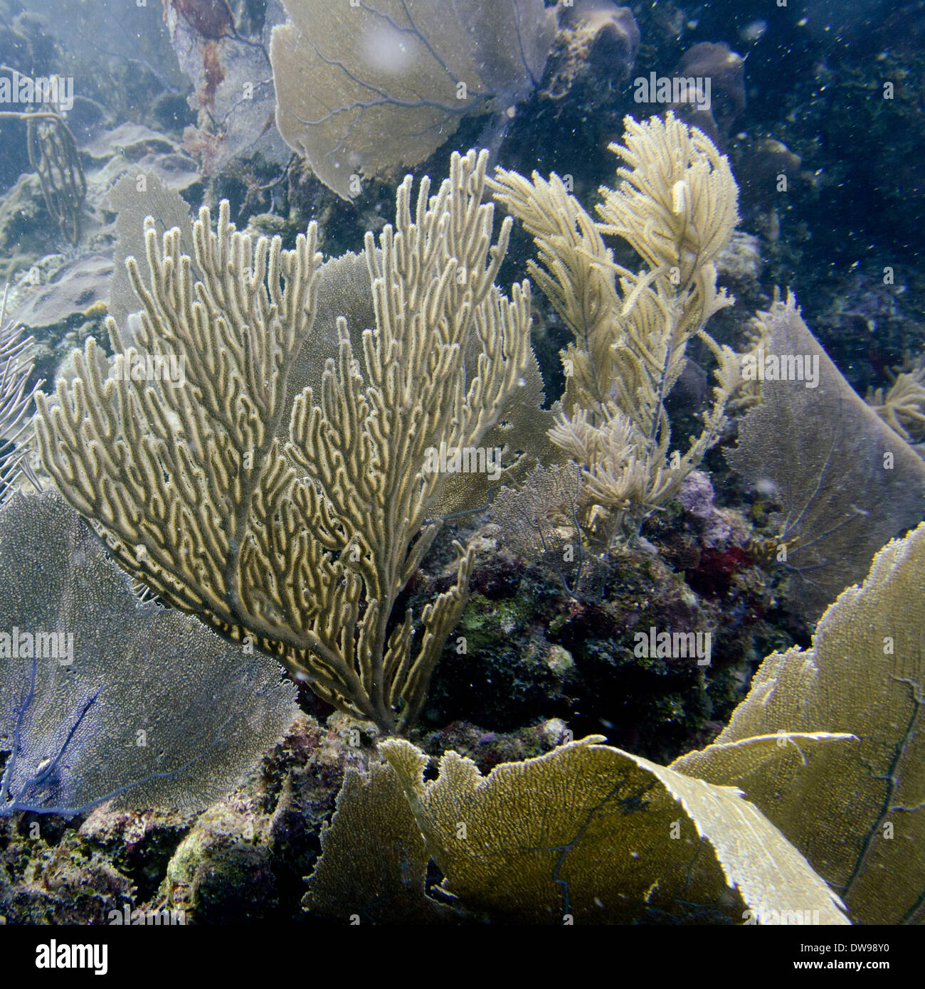 Underwater view of coral wall Utila Bay Islands Honduras Stock Photo ...
