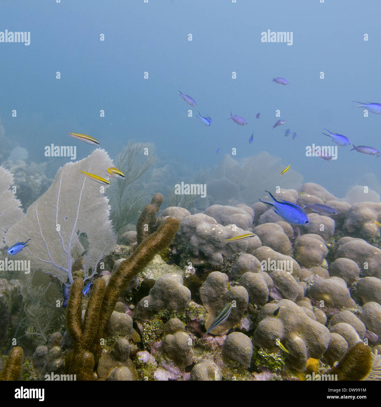 Underwater view of fishes on coral reef Utila Bay Islands Honduras ...