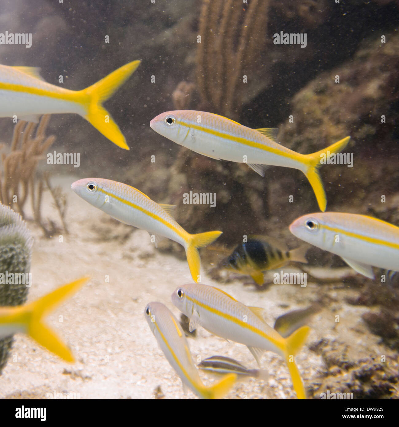 Yellowtail Snapper School Yellowtail Snapper Fishing Is Favorite For