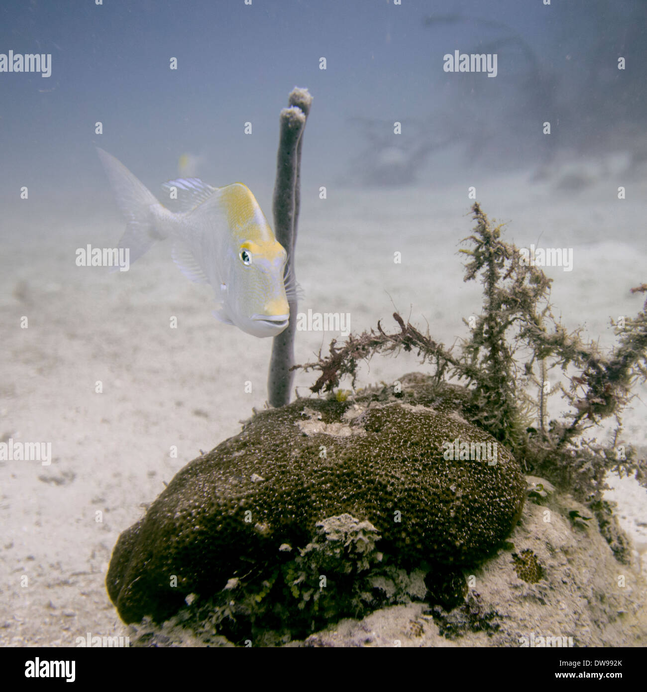Pluma porgy (Calamus pennatula) swimming underwater Utila Island Bay ...