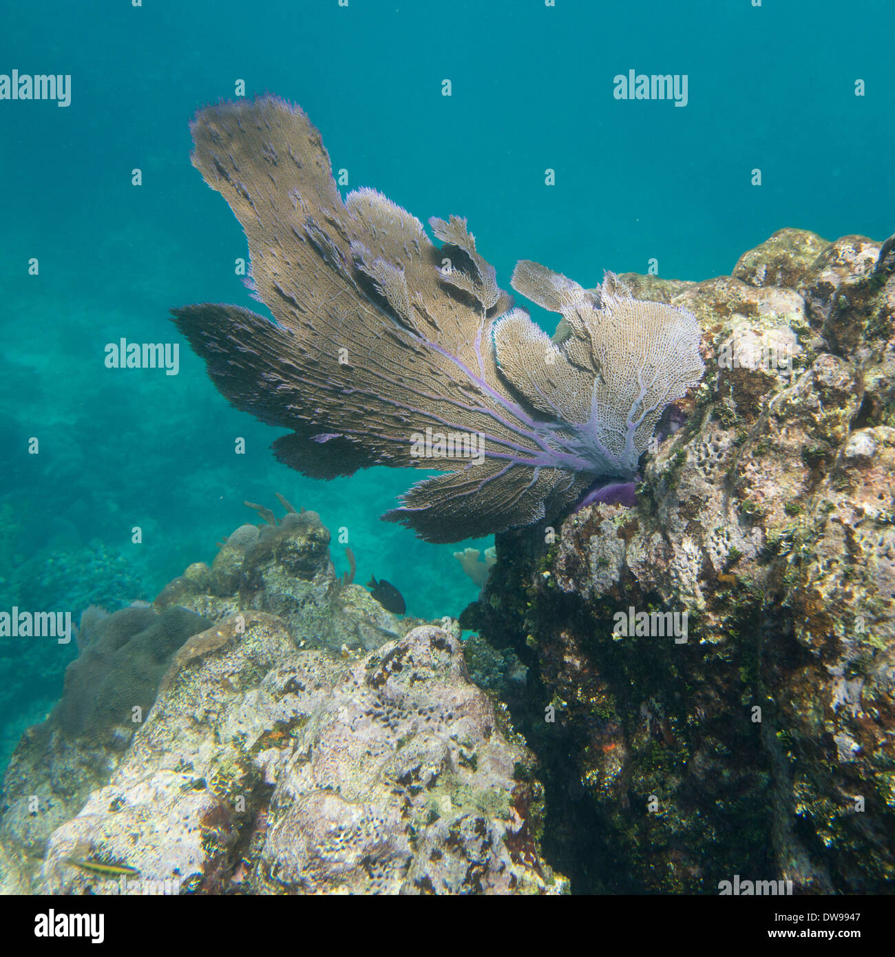 Underwater coral reef Utila Island Bay Islands Honduras Stock Photo - Alamy