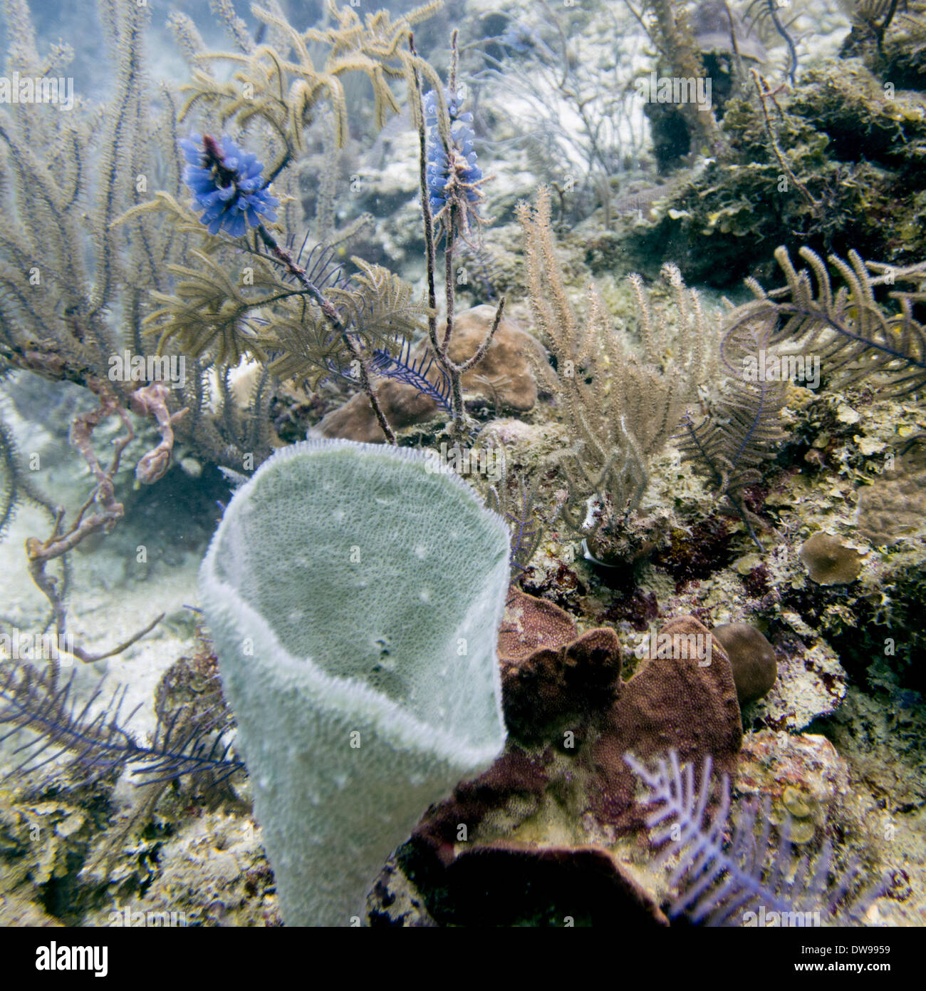 Underwater coral reef Utila Island Bay Islands Honduras Stock Photo - Alamy