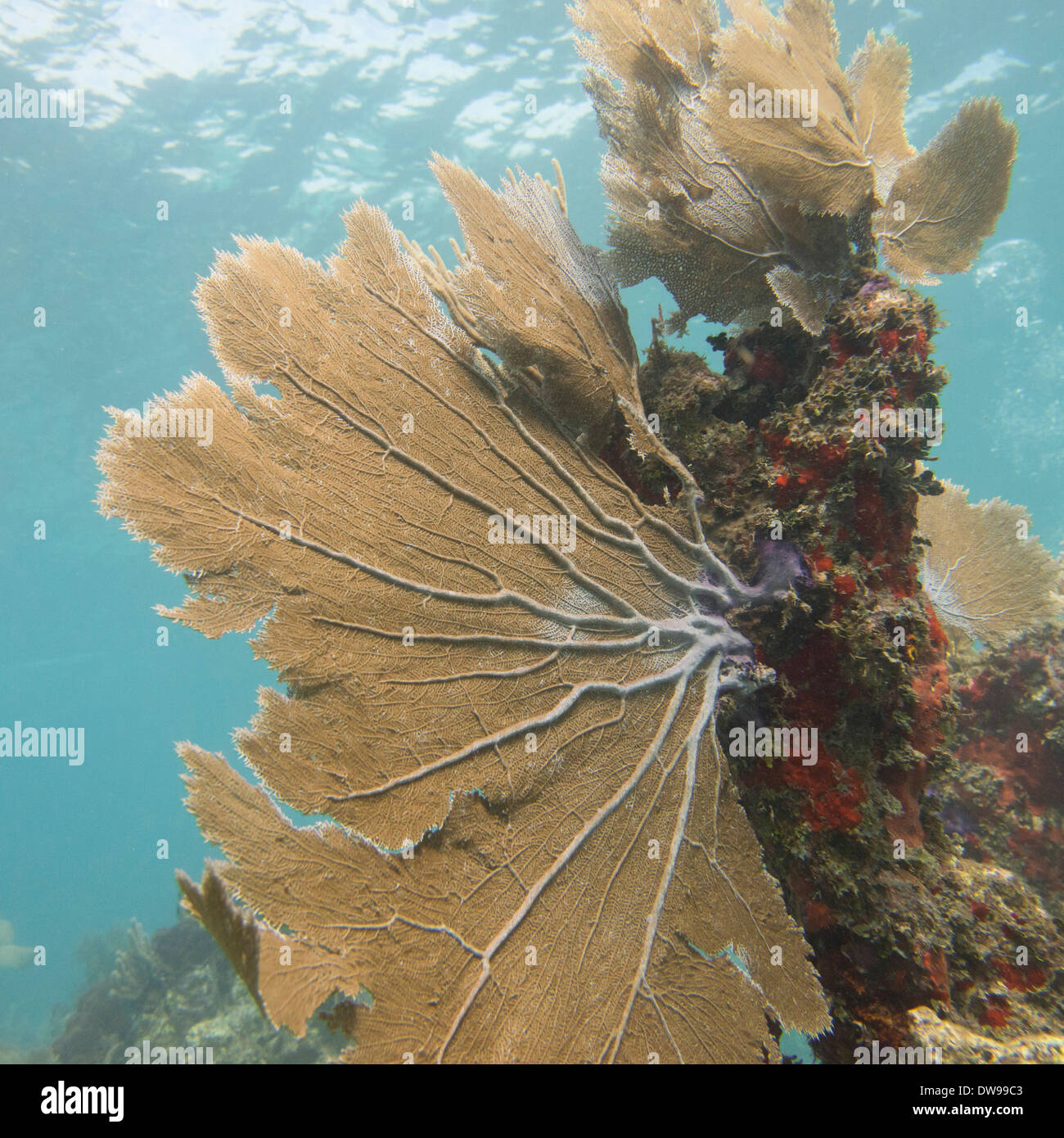 Underwater view of coral wall Utila Bay Islands Honduras Stock Photo ...