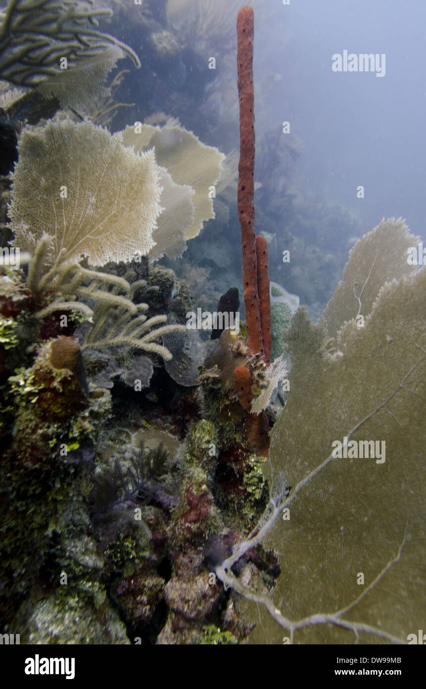 Utila And Underwater High Resolution Stock Photography and Images - Alamy