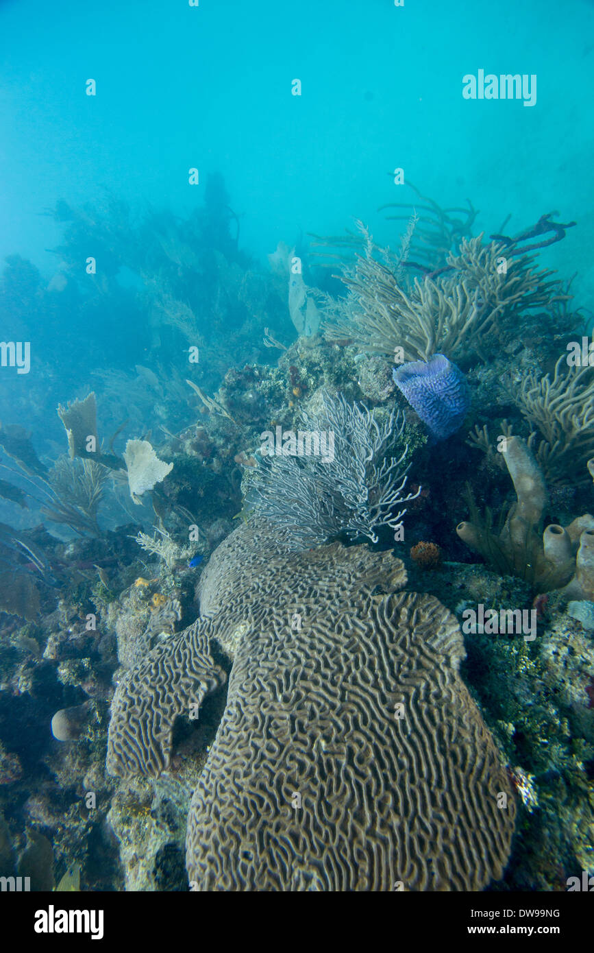 Underwater view of coral reef Utila Bay Islands Honduras Stock Photo ...