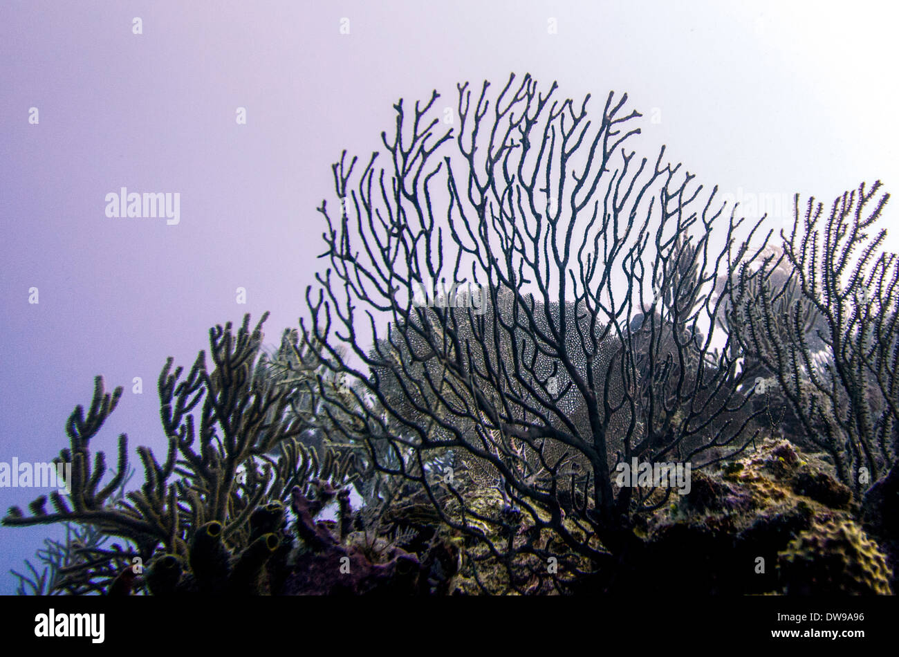 Underwater view of coral reef Utila Bay Islands Honduras Stock Photo ...