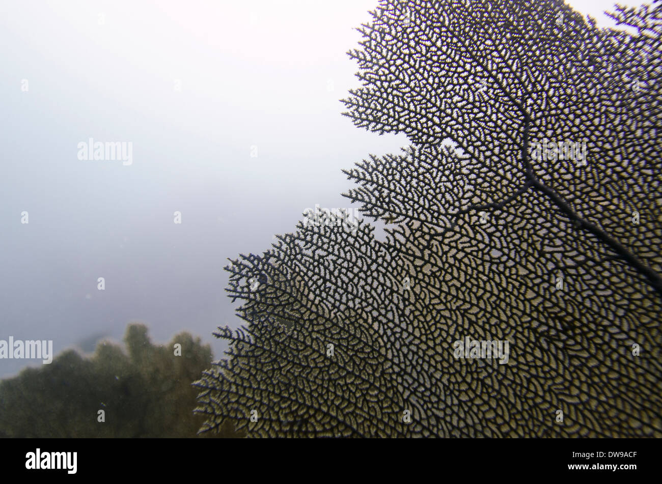 Underwater view of coral reef Utila Bay Islands Honduras Stock Photo ...