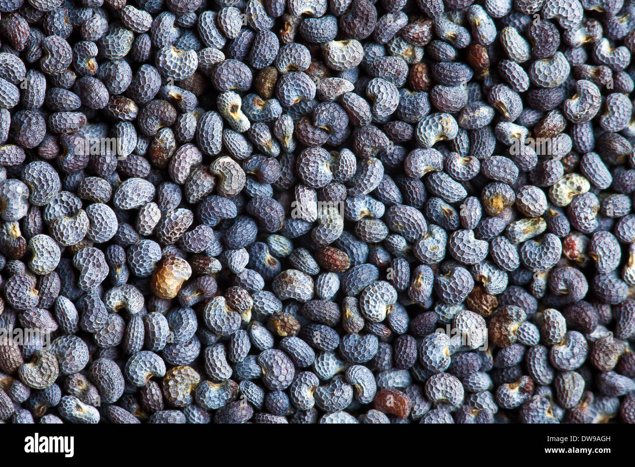 Poppy flavor hi-res stock photography and images - Alamy