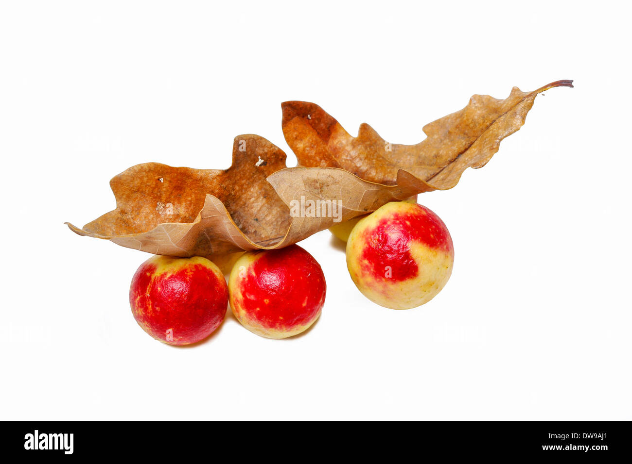 Oak apples on an oak tree. Parasite on plant.Oak apples on an oak tree ...