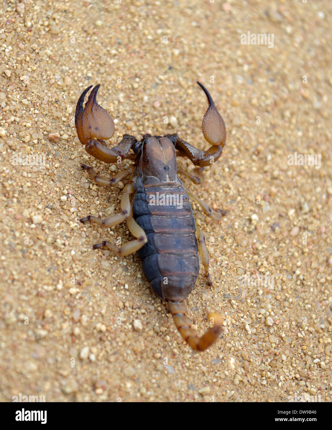 African scorpion hi-res stock photography and images - Alamy