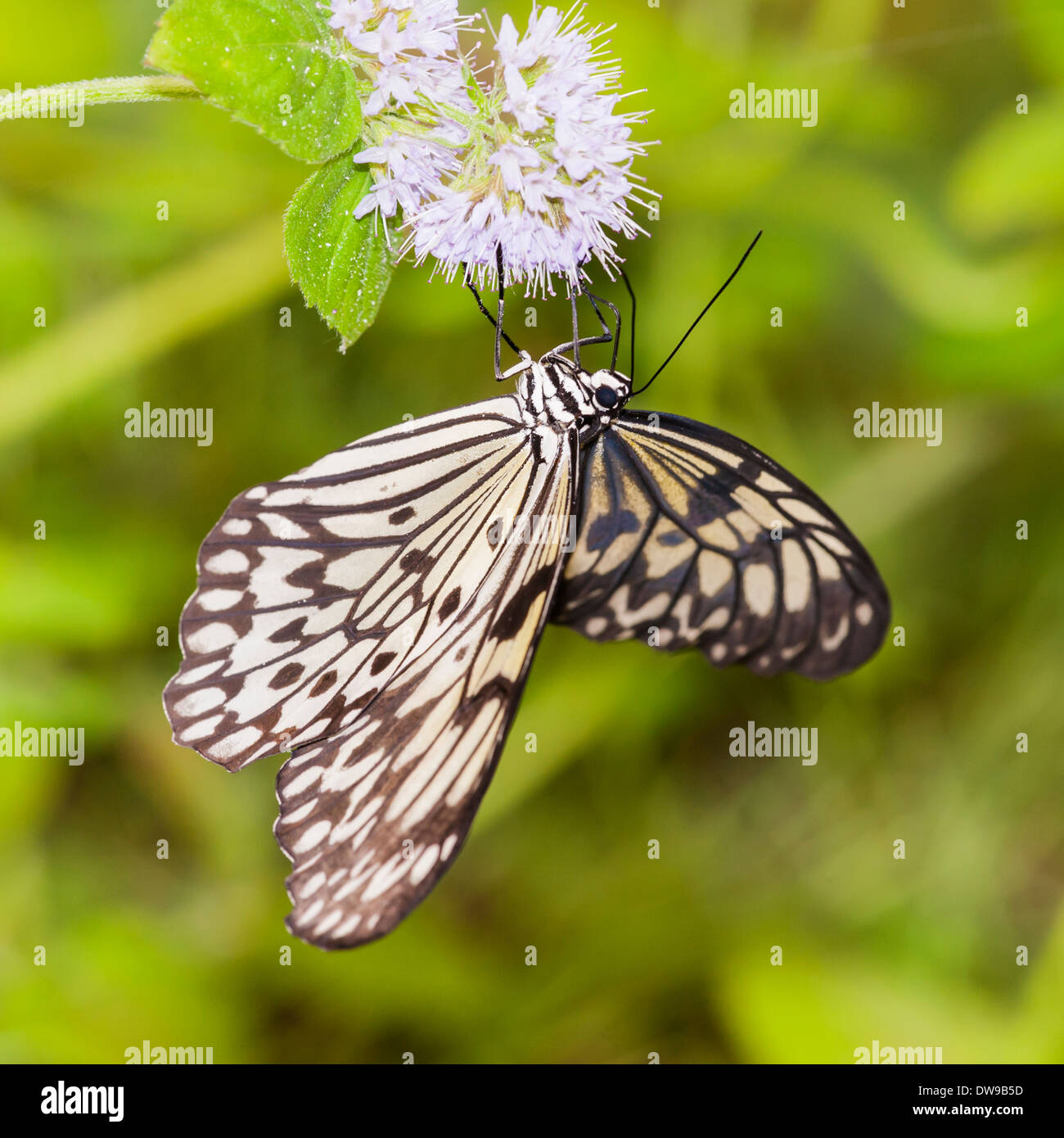 Tropical butterfly hi-res stock photography and images - Alamy