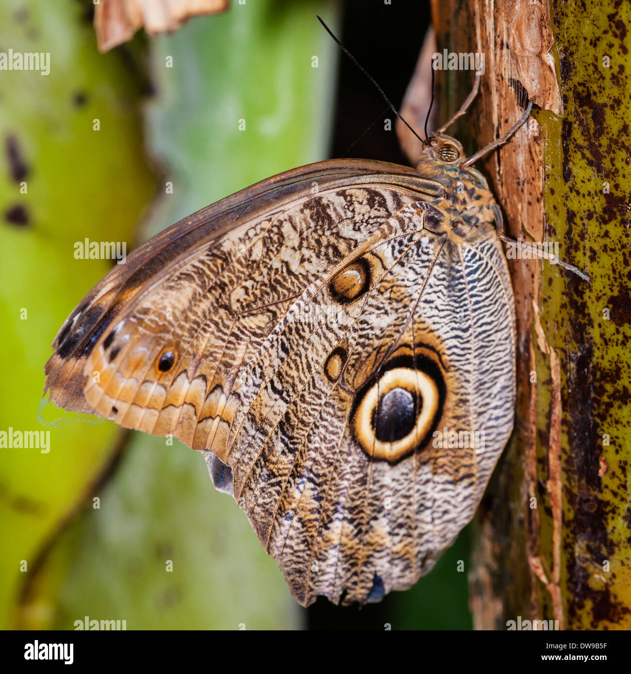 An owl butterfly Caligo atreus tropical butterfly Stock Photo - Alamy