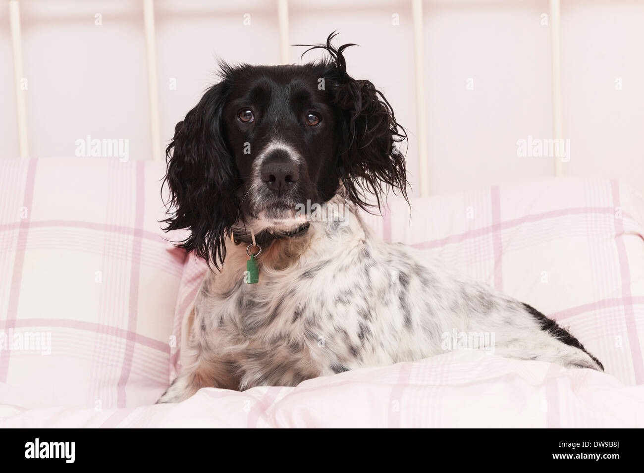 A black and white English Springer Spaniel indoors on a bed Stock Photo ...