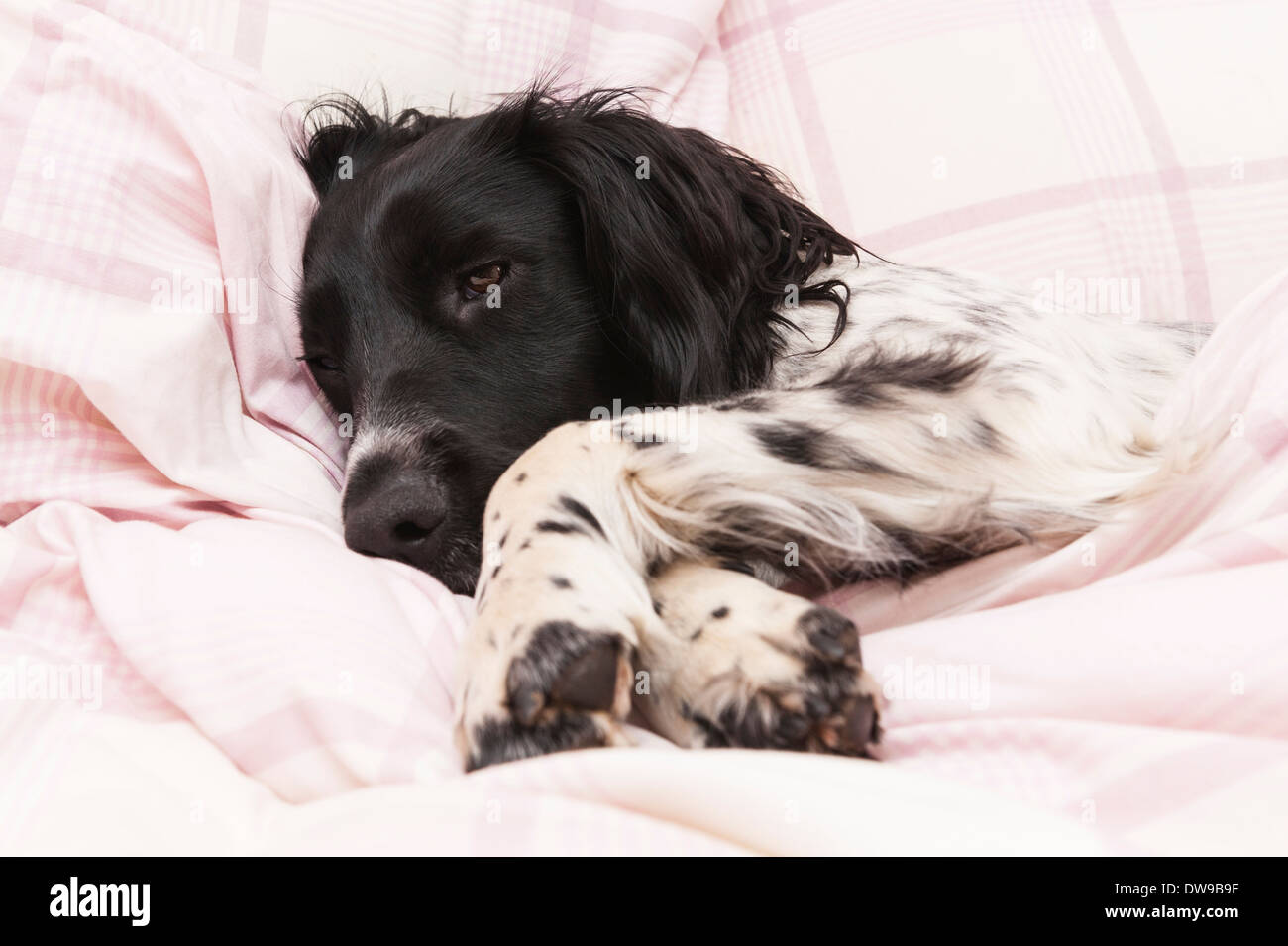 A black and white English Springer Spaniel indoors on a bed Stock Photo ...