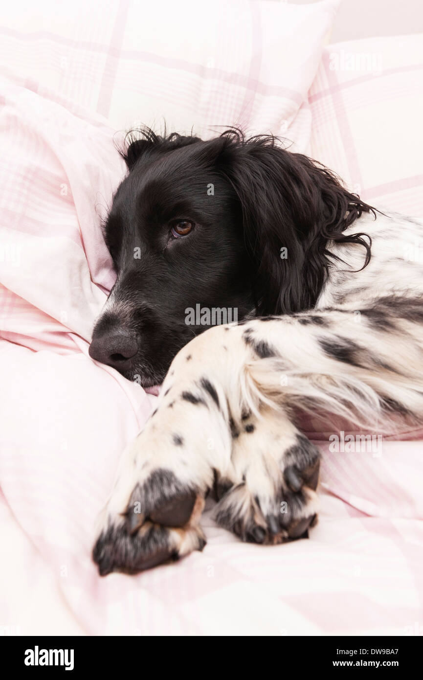 A black and white English Springer Spaniel indoors on a bed Stock Photo ...
