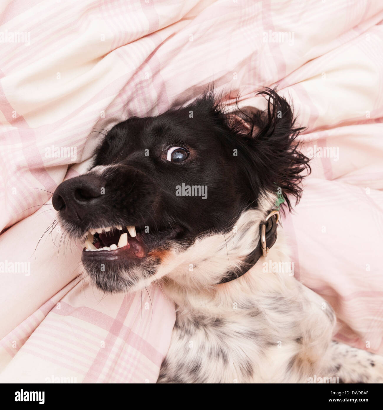 A black and white English Springer Spaniel indoors on a bed in a ...