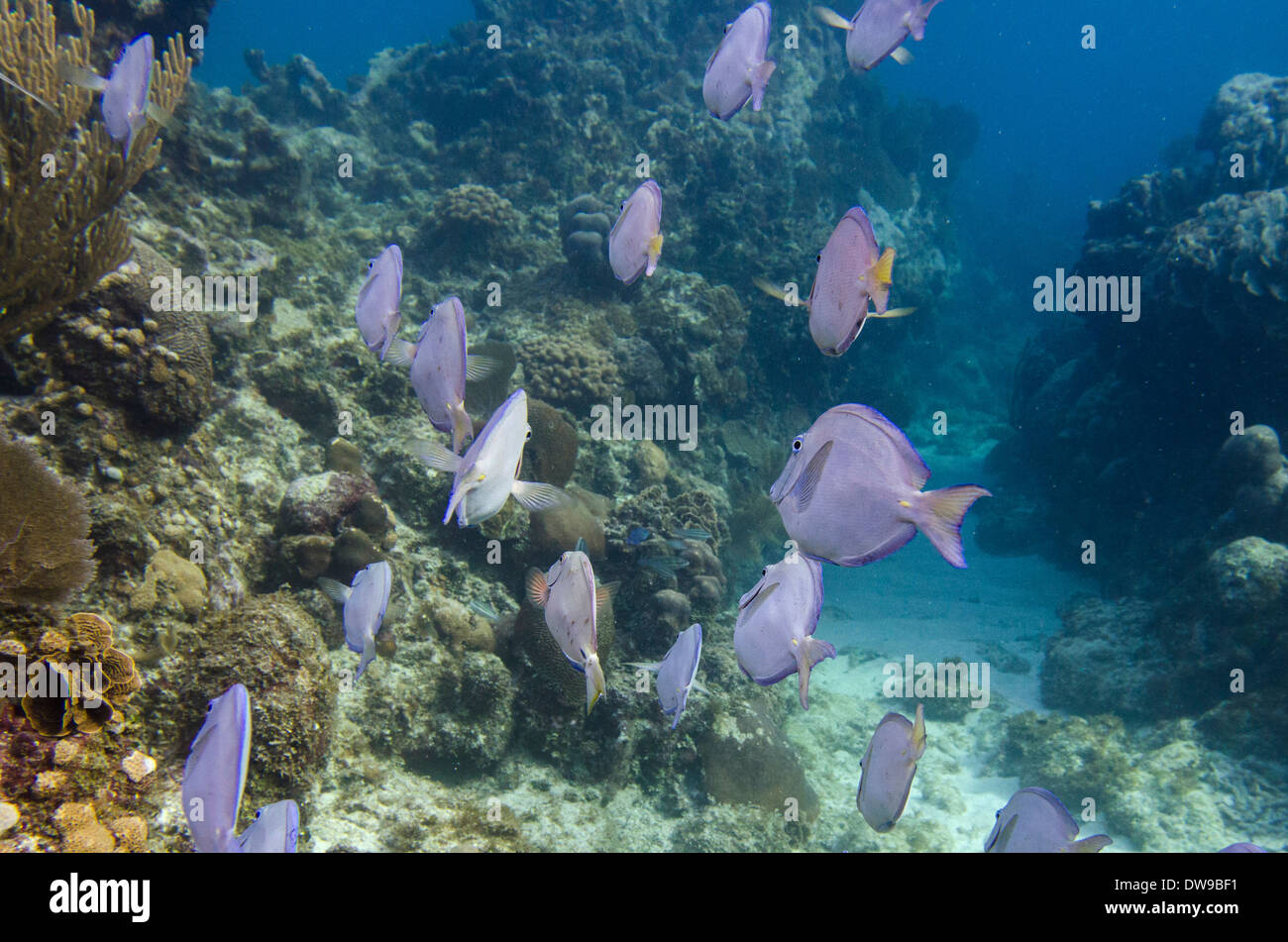 School of Blue Tang fish (Paracanthurus hepatus) swimming underwater ...