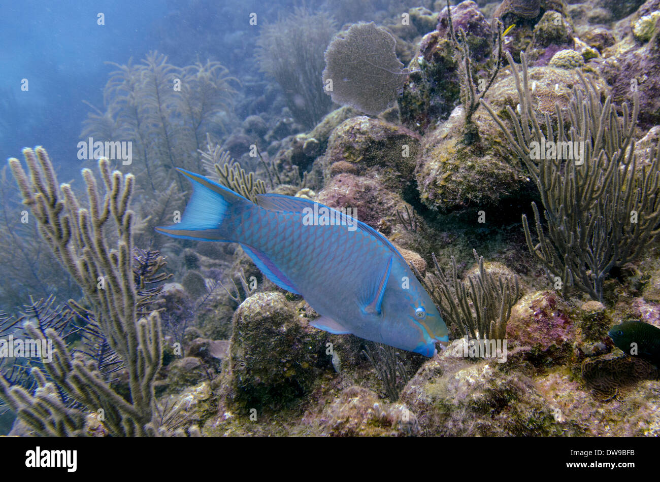 Underwater view of fish on coral reef Utila Bay Islands Honduras Stock ...