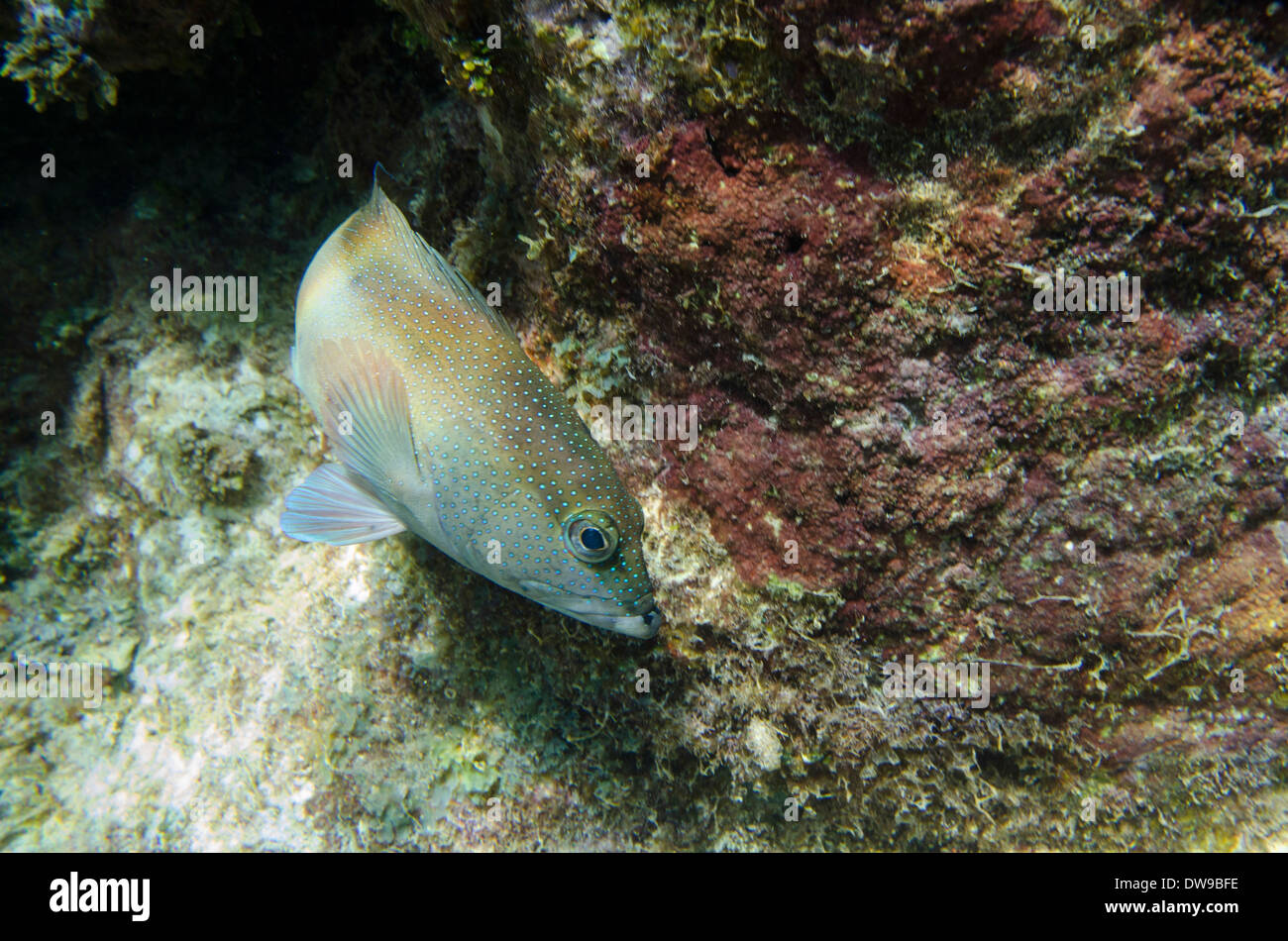 Honduras fish hi-res stock photography and images - Alamy