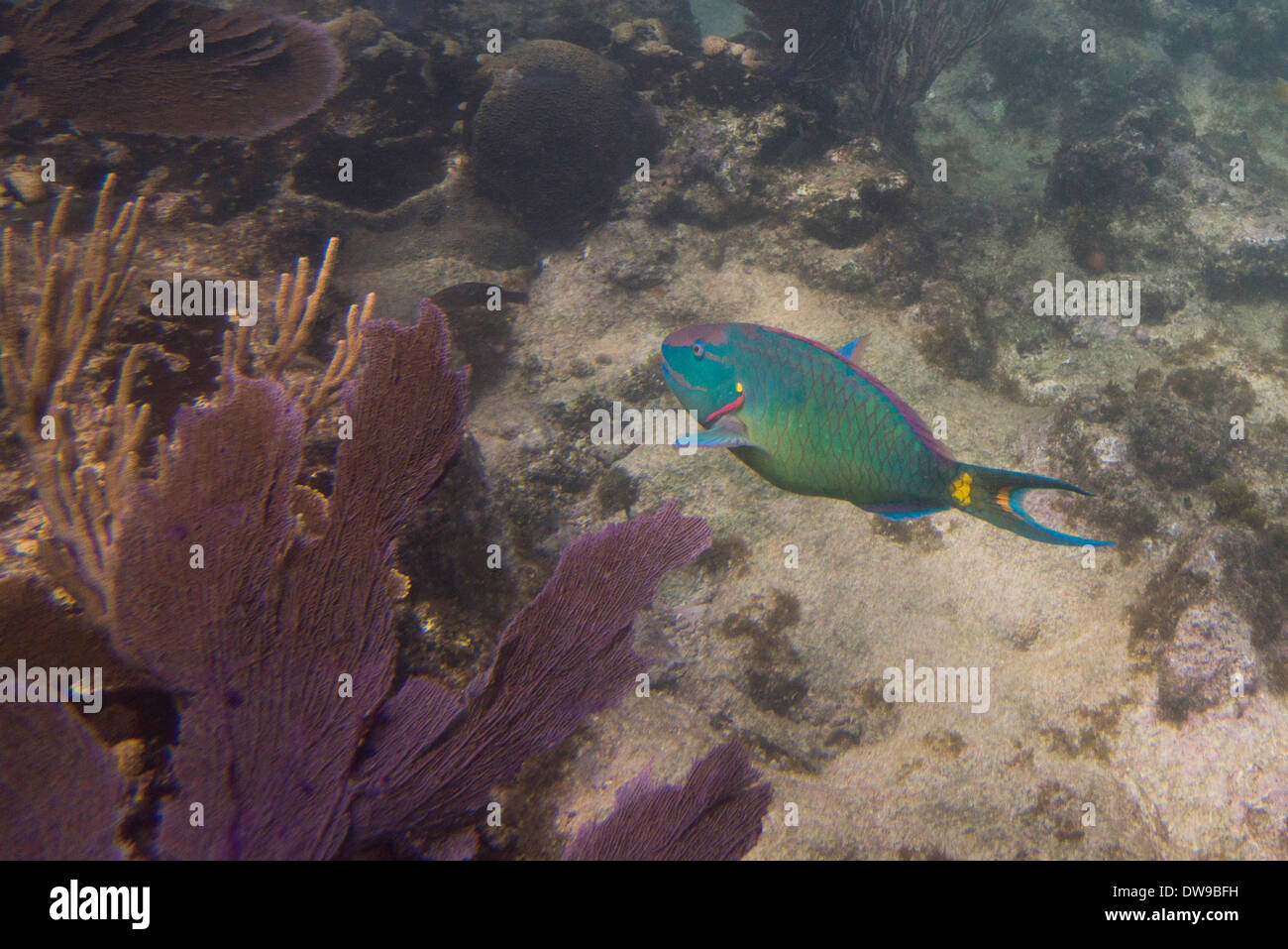 Parrotfish swimming underwater hi-res stock photography and images - Alamy