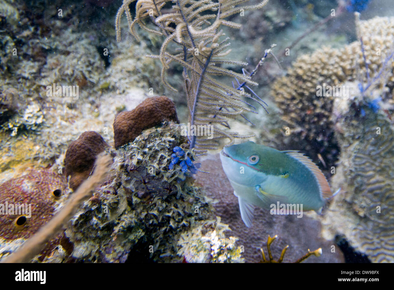 Parrotfish swimming underwater hi-res stock photography and images - Alamy