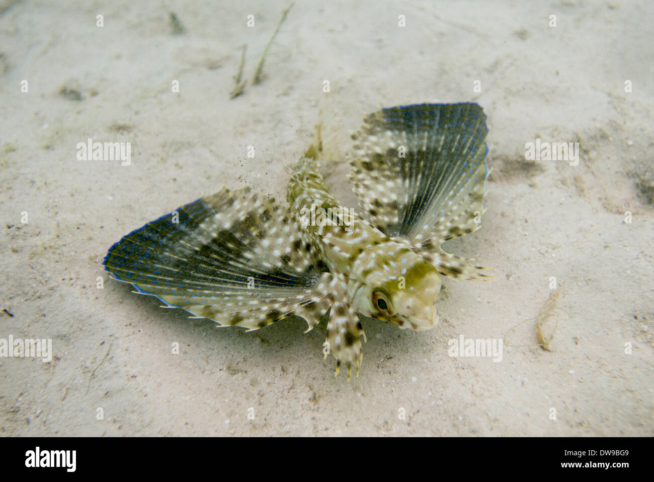 Closeup of a Flying Gurnard (Dactylopterus volitans) underwater, Utila ...