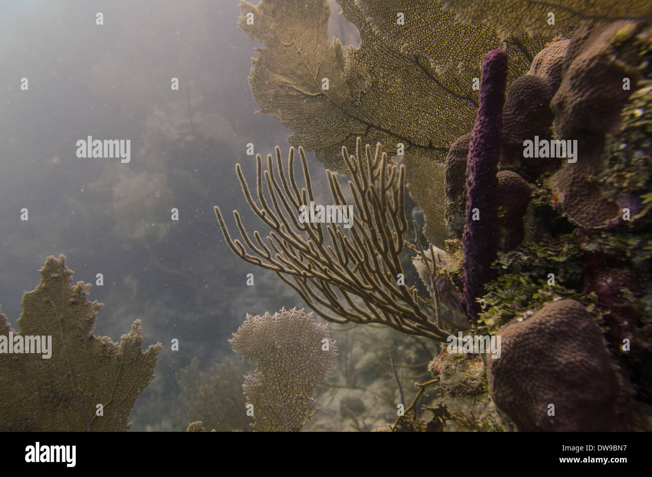Underwater view of coral reef, Utila, Bay Islands, Honduras Stock Photo ...