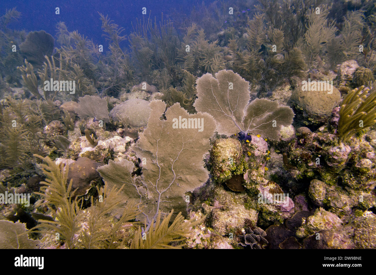 Underwater view of coral reef, Utila, Bay Islands, Honduras Stock Photo ...