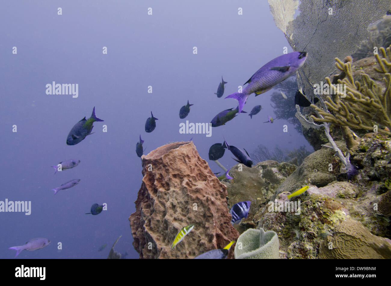 Underwater view of school of Creole wrasse (Clepticus parrae) fishes on ...