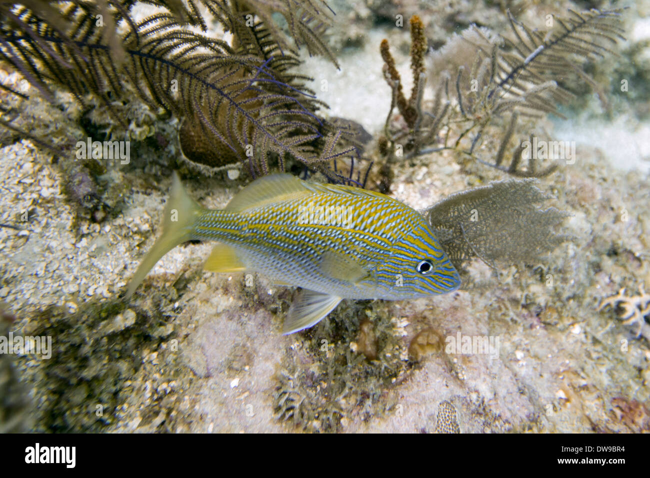 Blue Striped Grunt (Haemulon sciurus) swimming underwater, Utila Island ...