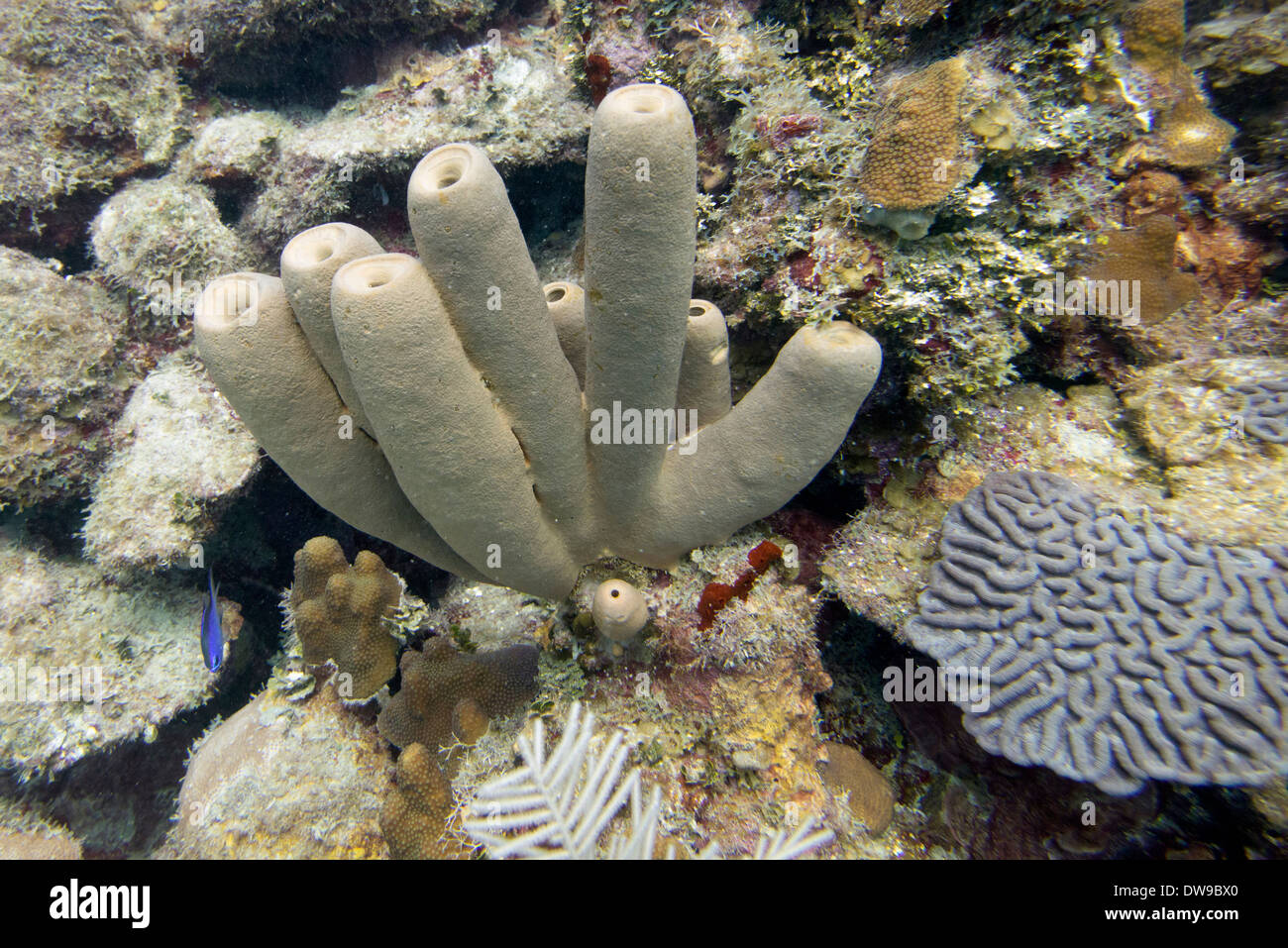 Underwater view of coral wall, Utila, Bay Islands, Honduras Stock Photo ...