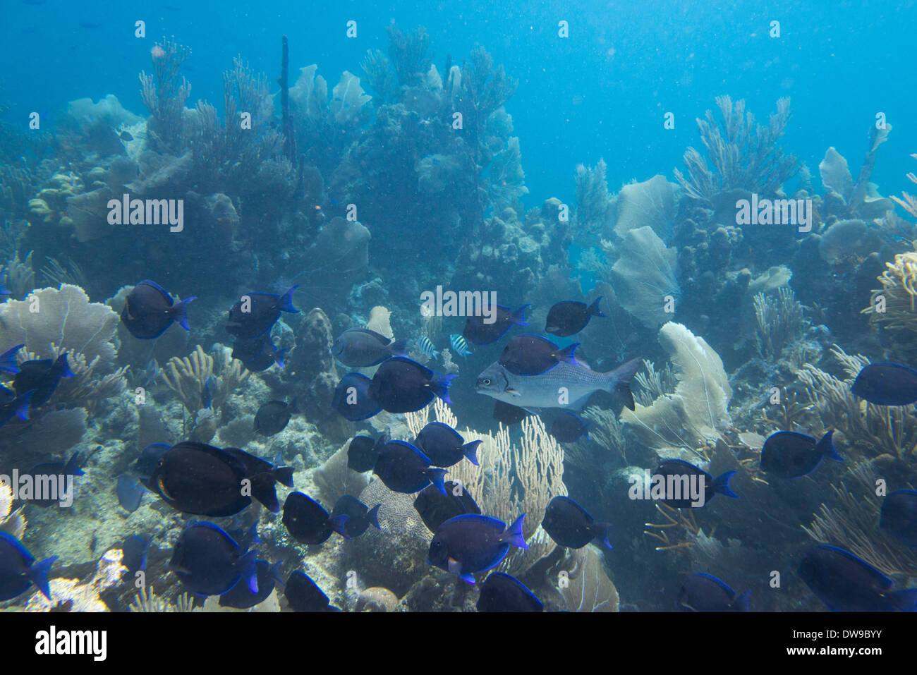 School of Blue Tang fish (Paracanthurus hepatus) swimming underwater ...
