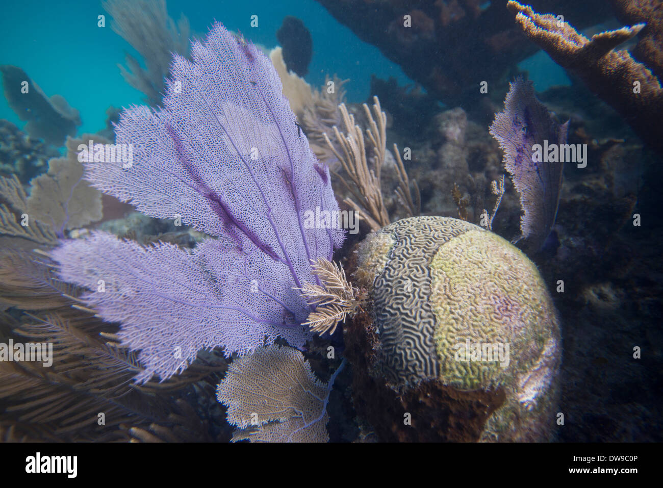Underwater view of coral wall, Utila, Bay Islands, Honduras Stock Photo ...