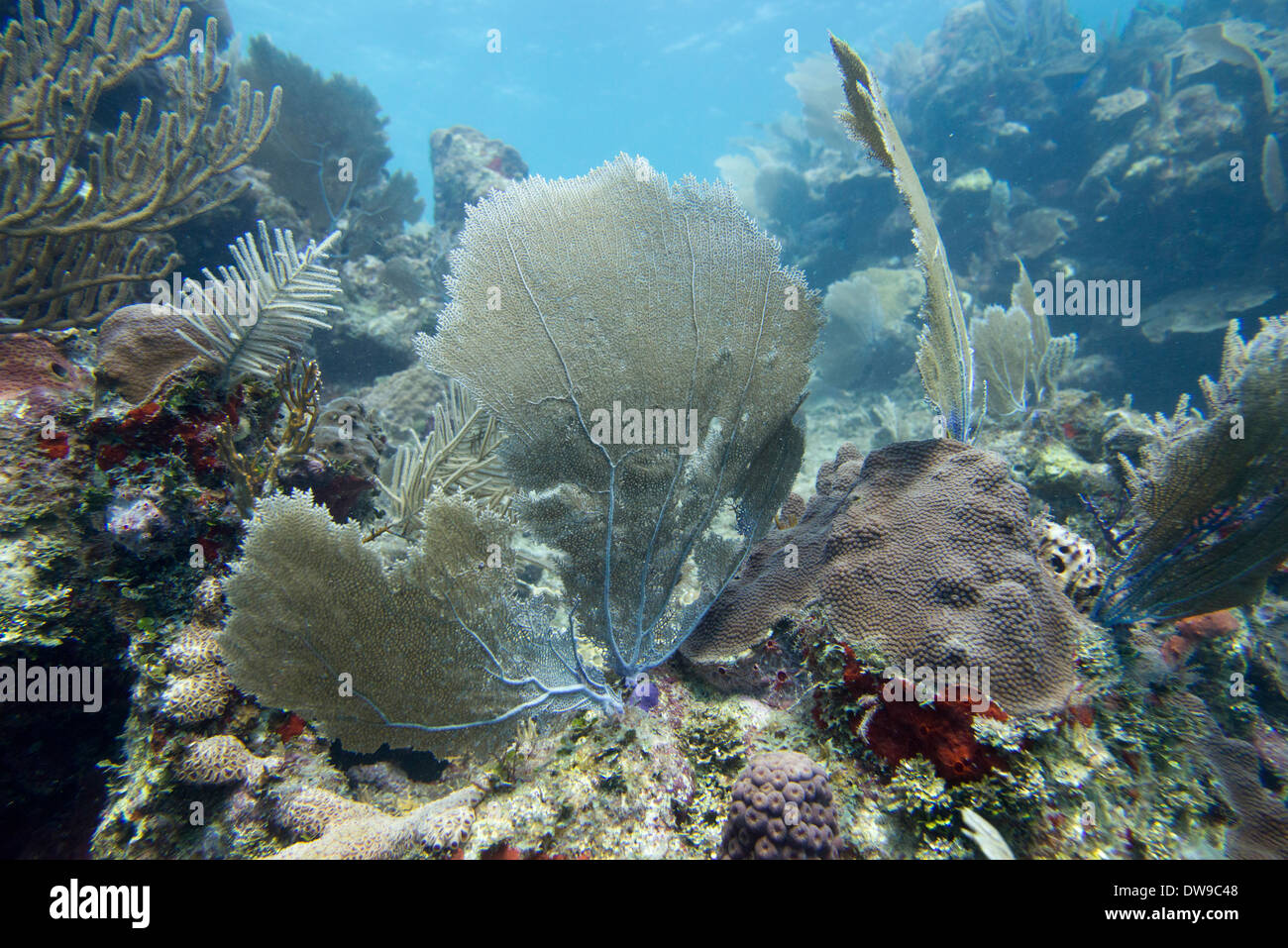Underwater view of coral wall Utila Bay Islands Honduras Stock Photo ...